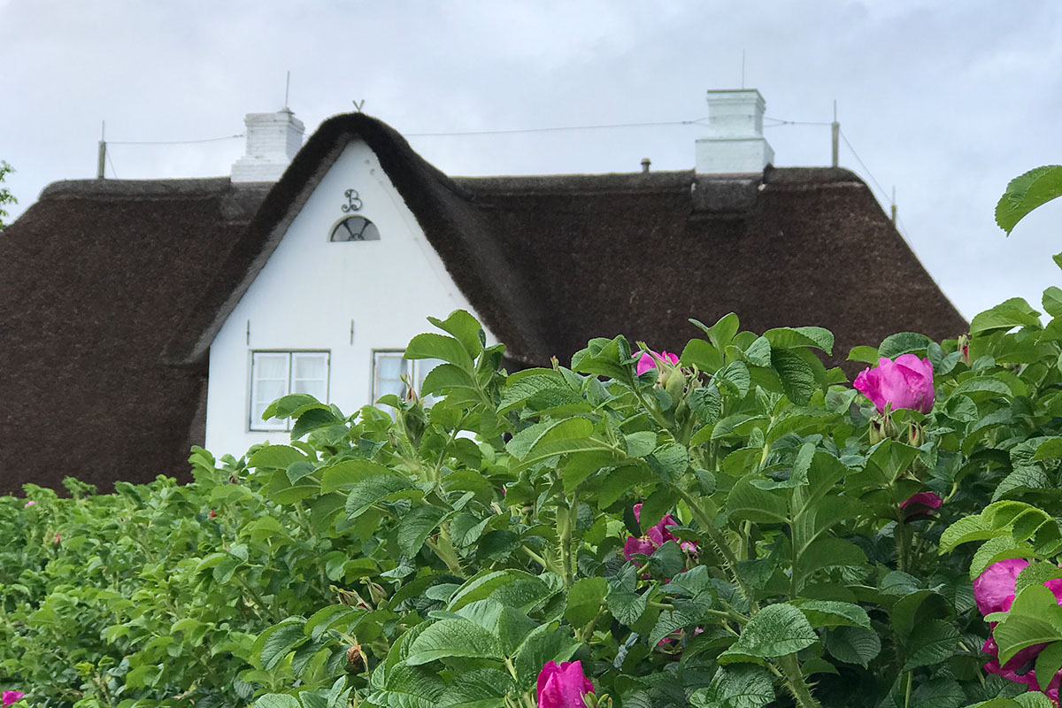 Reetdach: Ein Blick auf die Tradition - Sylt Exklusiv - Das Magazin für ...