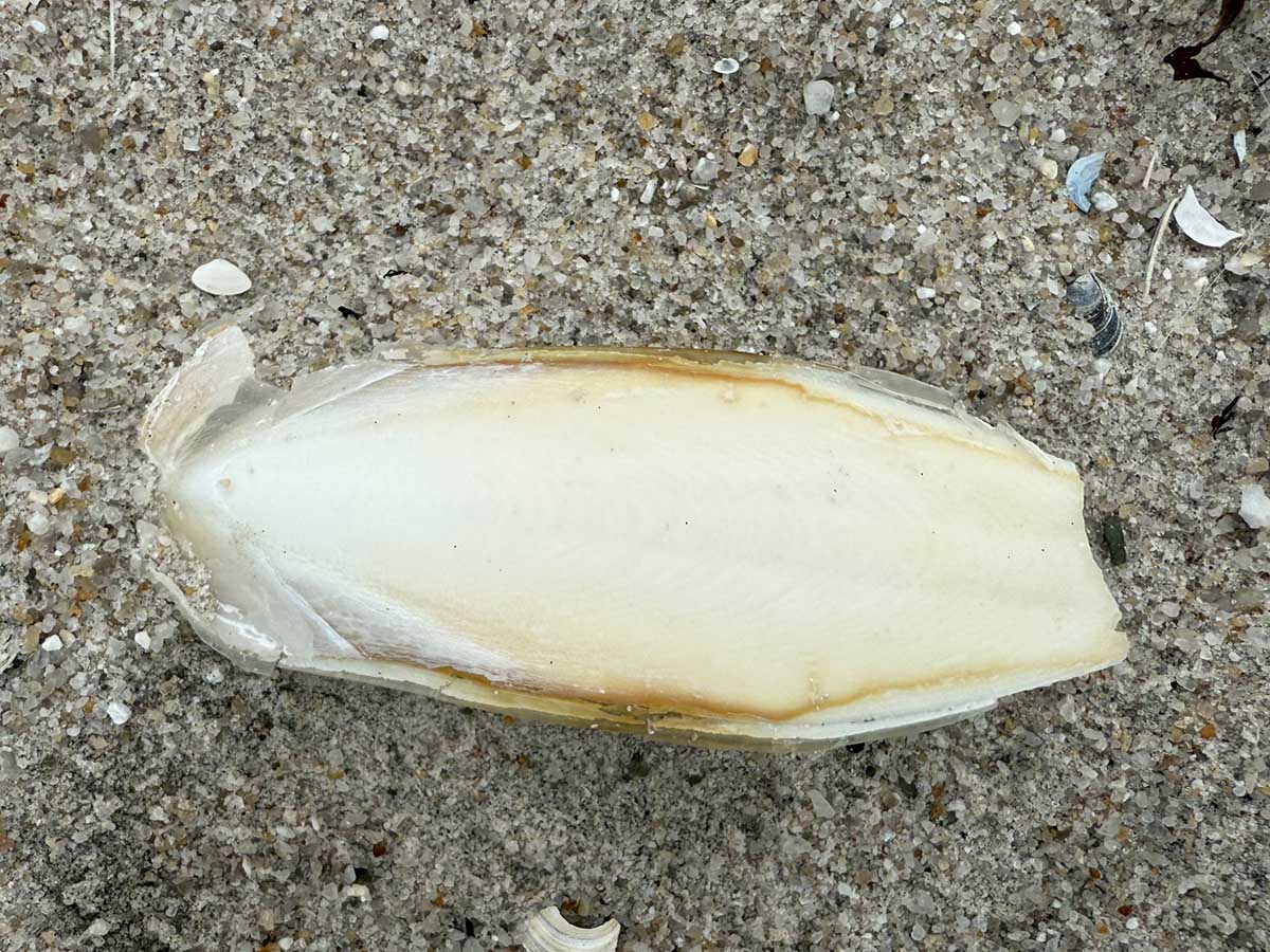 Schulp: Ein faszinierendes Naturwunder entdecken - Sylt Exklusiv - Das ...